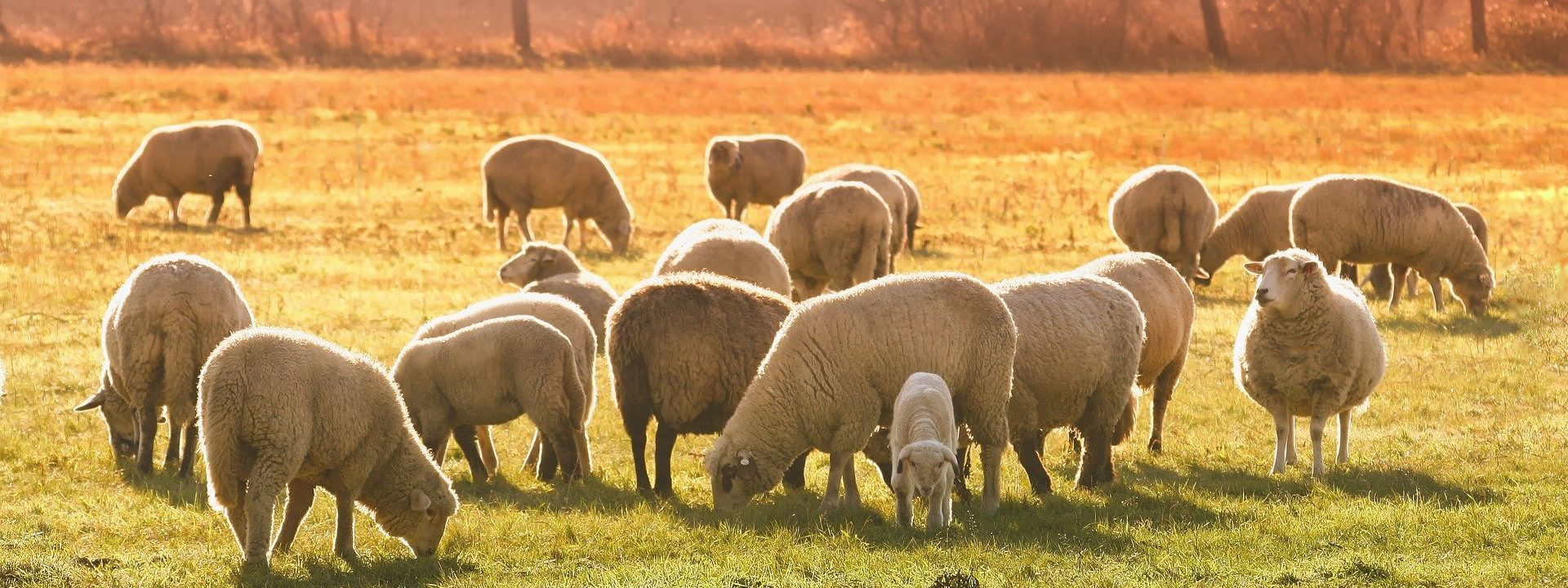 Challenge 5 Livestock Behavioural Analysis Management And