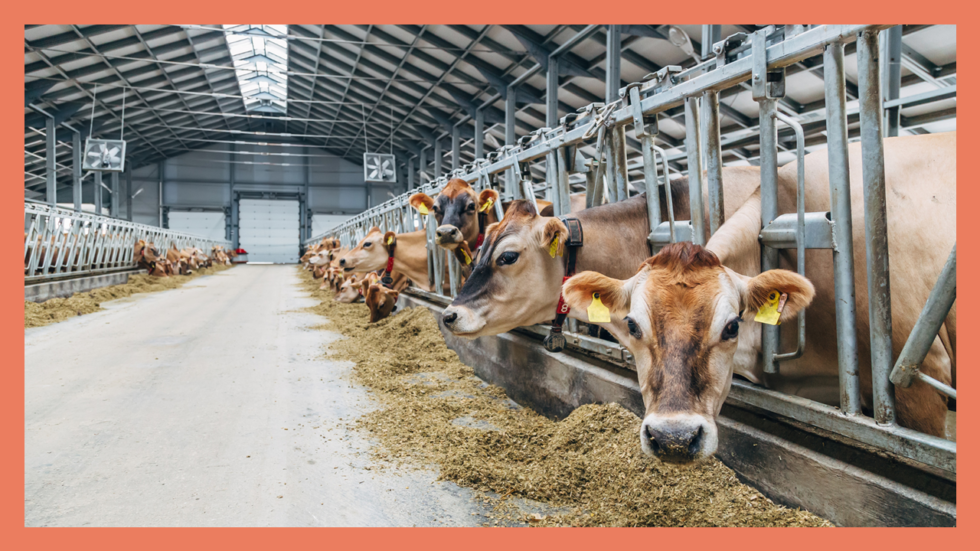 The Global Precision Livestock Farming Market Atlas Agricultural